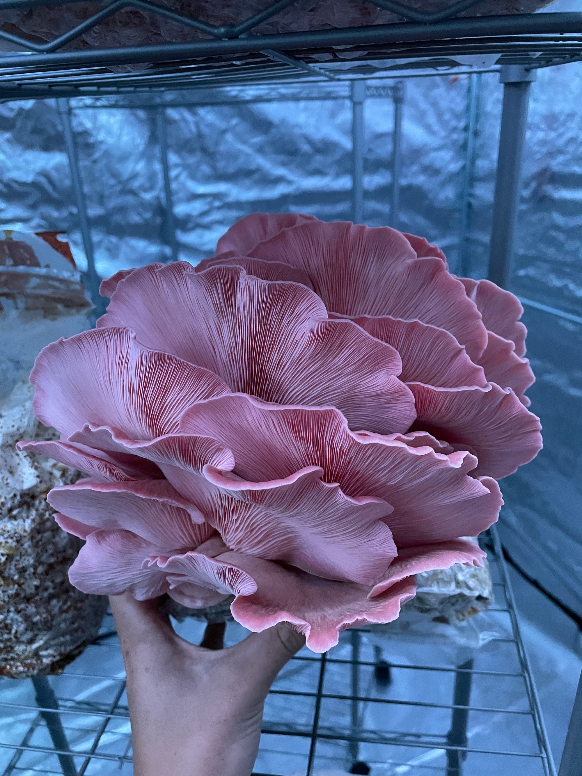 Discover Mushrooms – Smart Mushrooms