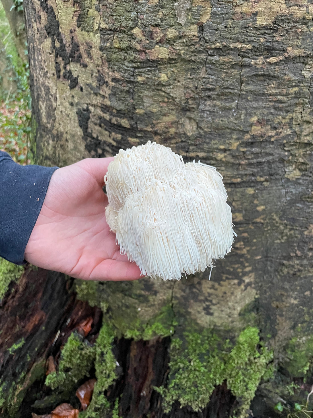Discover Mushrooms – Smart Mushrooms