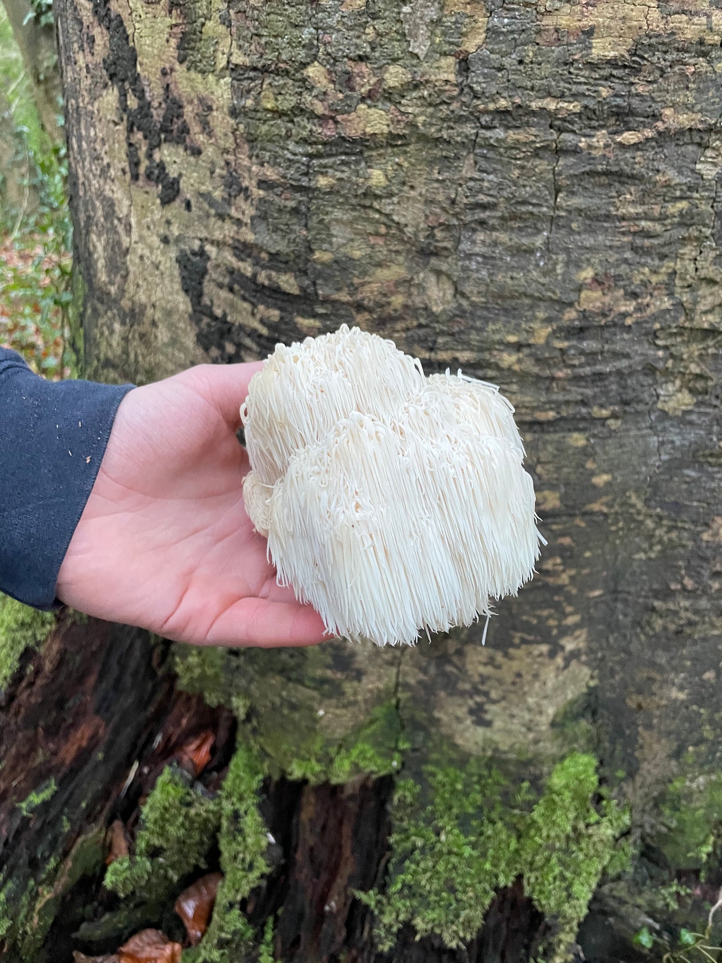 Smart Mushrooms UK